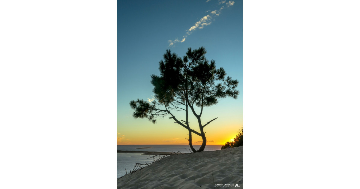 Tirage Photo d'art - Arbre de la Dune du Pilat au – Tirage photo d'art ...